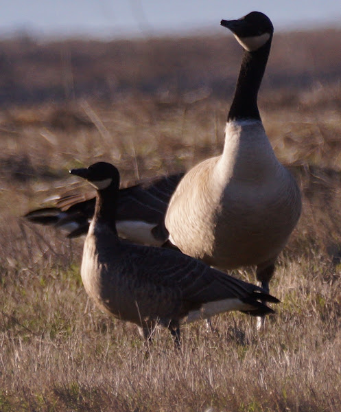 Aleutian Cackling Goose | Project Noah