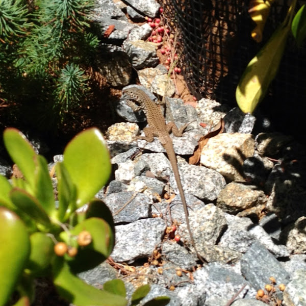 Whiptail | Project Noah