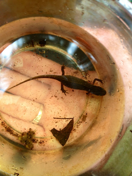 Eastern Spotted Newt | Project Noah