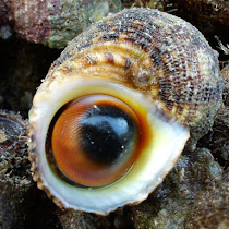 Philippine Sea Creatures | Project Noah