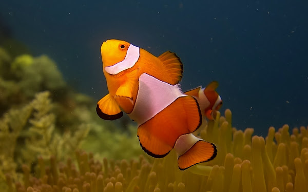 Nemo - False Clownfish | Project Noah