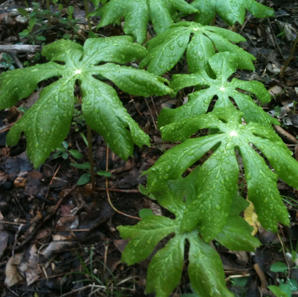 May Apples | Project Noah