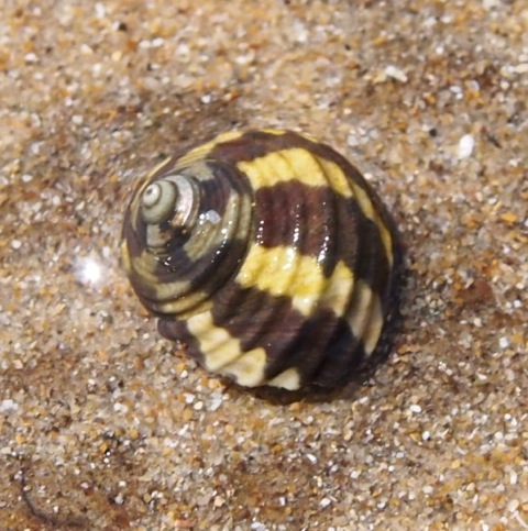 Top Shell or Trochus | Project Noah