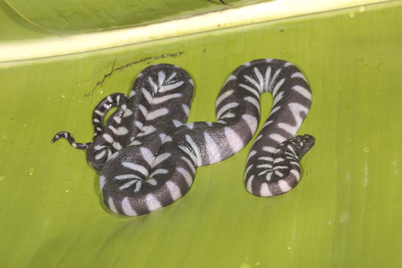 Little wart snake | Project Noah