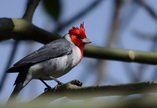Red-crested Cardinal | Project Noah