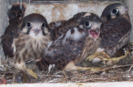 American Kestrel Chicks | Project Noah