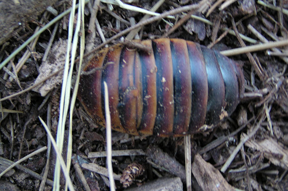 Table Mountain Cockroach (Female) | Project Noah