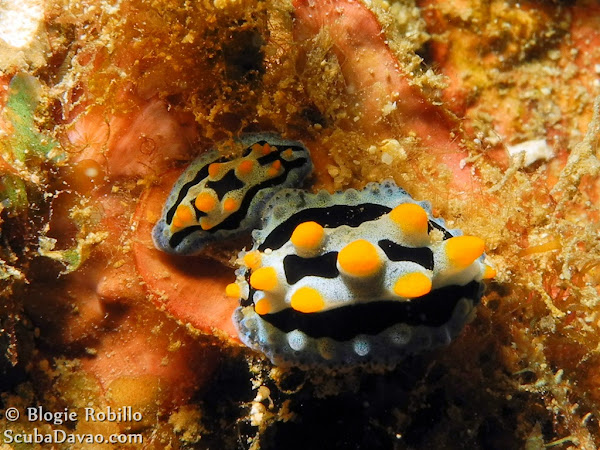 Celestial Phyllidia | Project Noah