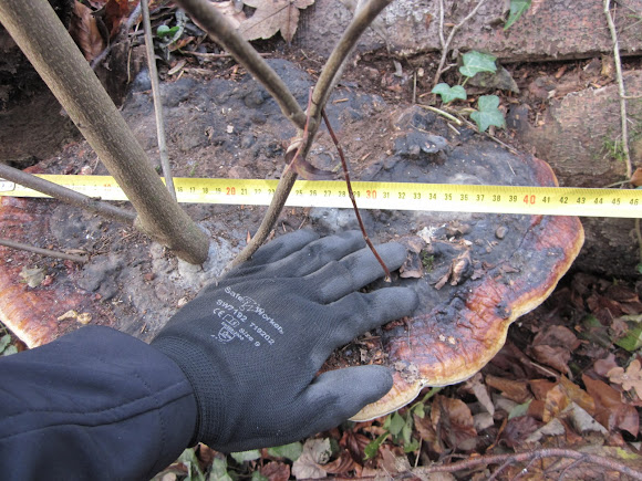 "giant" red banded polypore | Project Noah