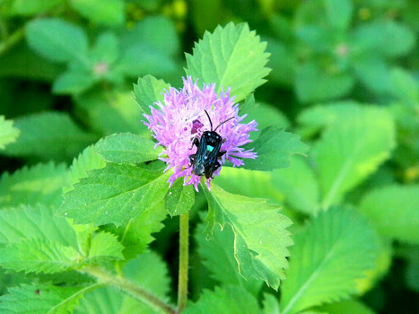 neon cuckoo bee | Project Noah