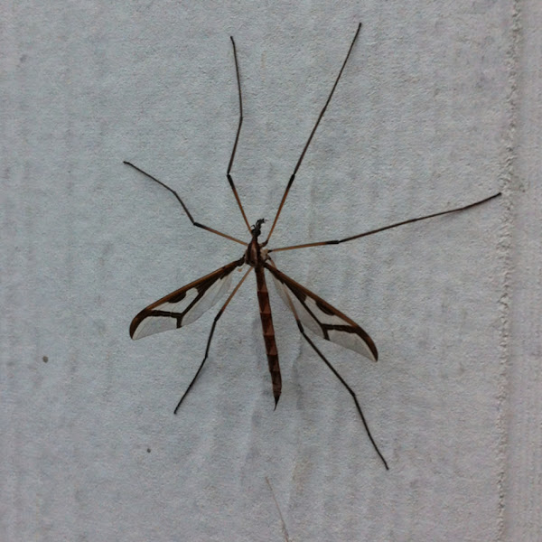 Giant Eastern Crane Fly | Project Noah