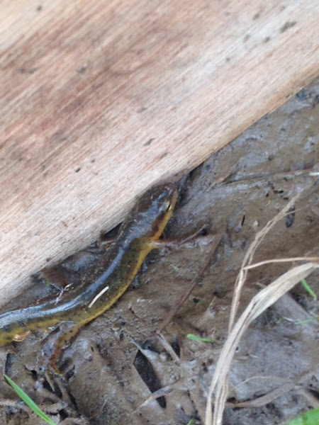 lizard | Project Noah