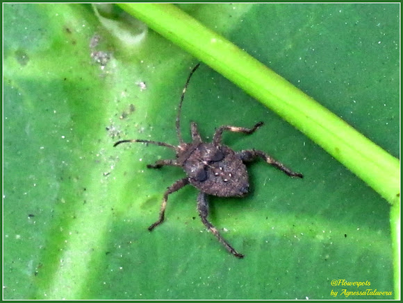 Acanthocoris Coreid Bug (Nymph) | Project Noah