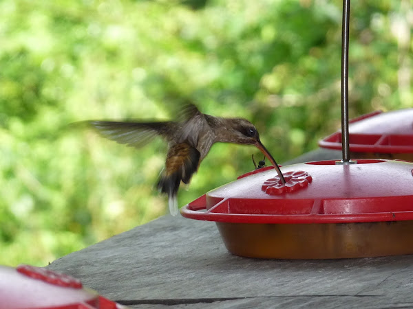Long-tailed Hermit | Project Noah