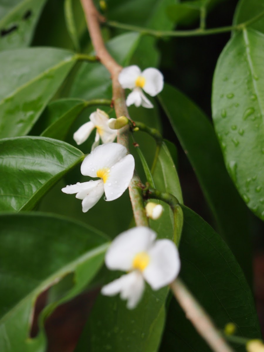 Camwood / African sandalwood | Project Noah