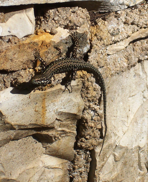 European Wall Lizard on the wall ;) | Project Noah