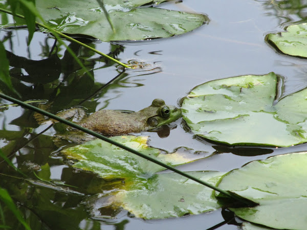 Frog #3 | Project Noah