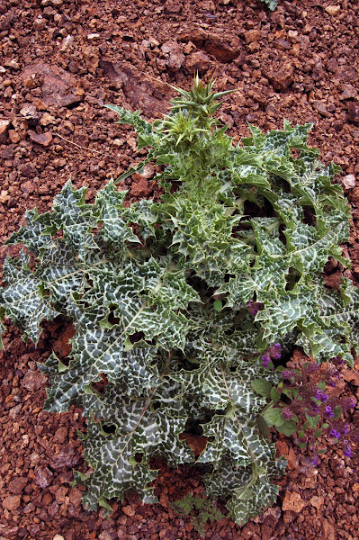 Cardo Blanco | Project Noah