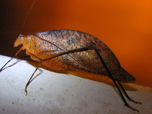 Dead leaf Katydid | Project Noah