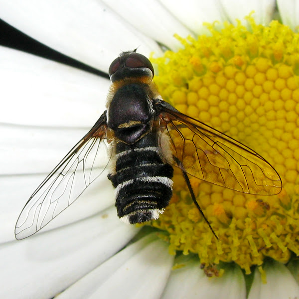 Bee Fly | Project Noah