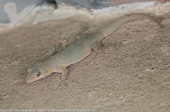 Tropical house gecko | Project Noah