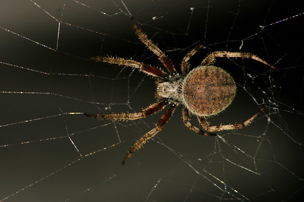 Barn Spider | Project Noah