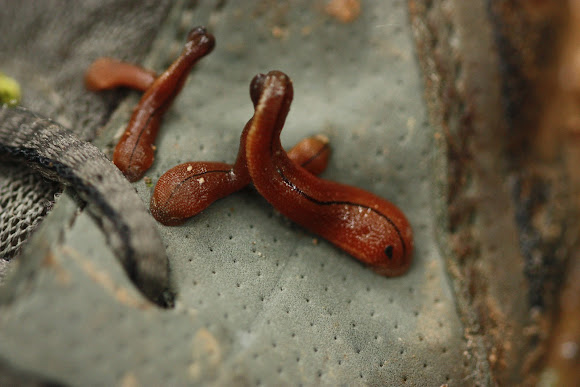 brown leech | Project Noah