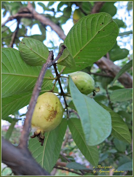 Bayabas, Guava | Project Noah