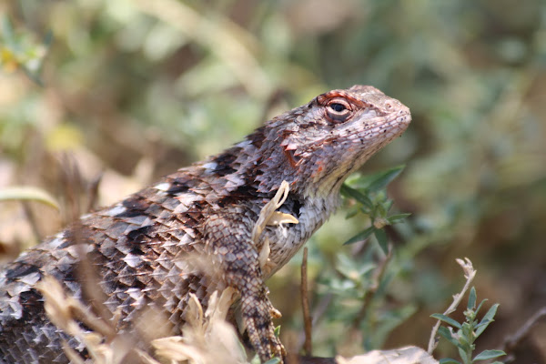 Lagarto Espinoso, Spiny Lizard | Project Noah