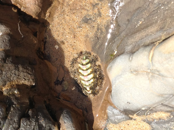 California Chiton | Project Noah