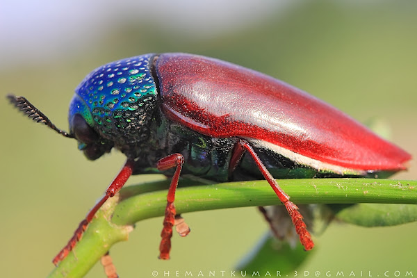 Jewel Beetle | Project Noah