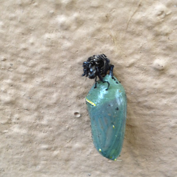 Monarch chrysalis | Project Noah