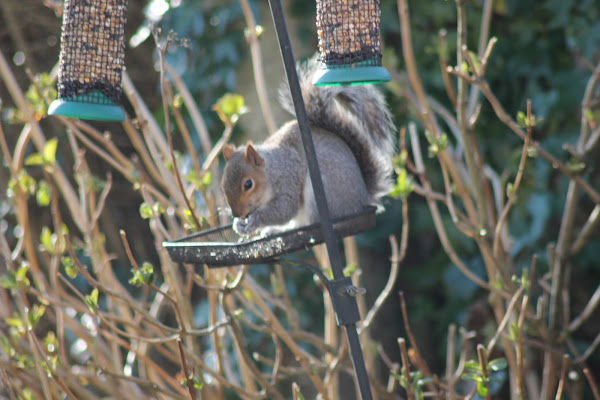 gray squirrel | Project Noah