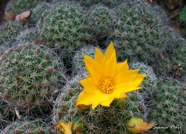 Cactus | Project Noah