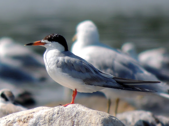 Forester Tern | Project Noah
