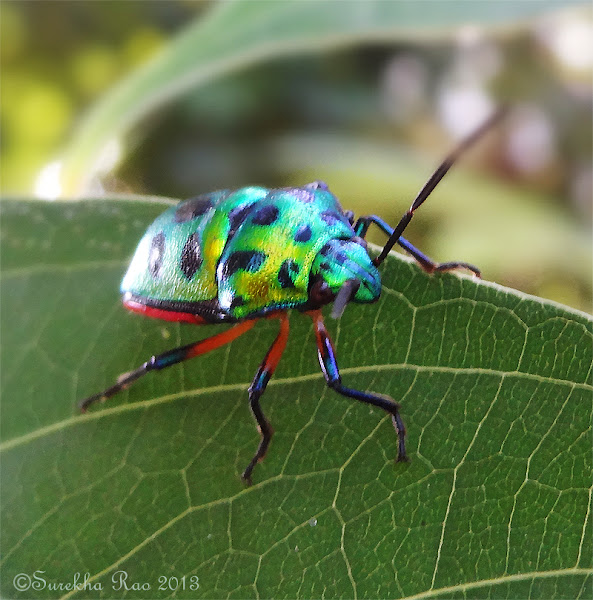 Jewel Bug | Project Noah