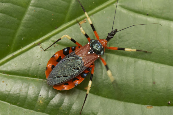Assassin bug | Project Noah