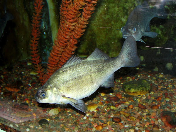 White Perch | Project Noah