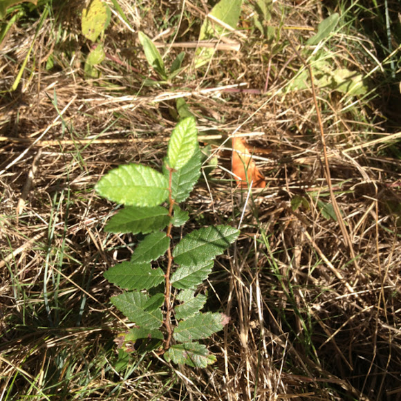 Cedar elm sapling | Project Noah