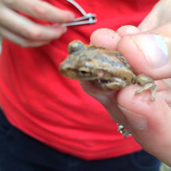 Cuban Tree Frog | Project Noah