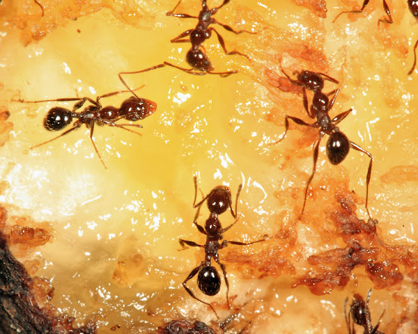Myrmicine Ant | Project Noah