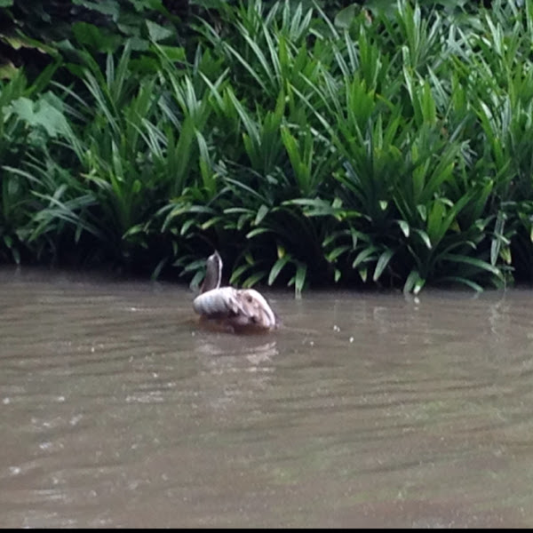 Pelican | Project Noah