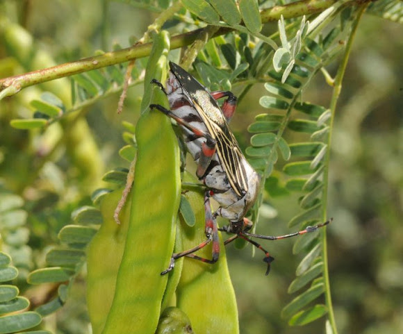 Giant mesquite bug | Project Noah