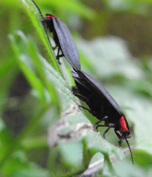 Dirunal fireflies mating | Project Noah