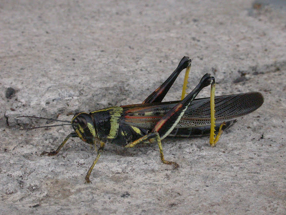 Large Painted Locust | Project Noah