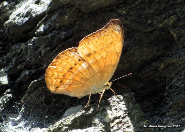 Large Yeoman (Male) | Project Noah