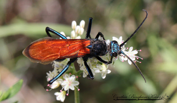 Tarantula Hawk | Project Noah
