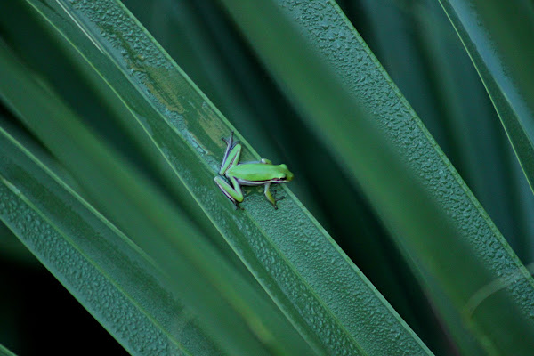 Green Treefrog | Project Noah