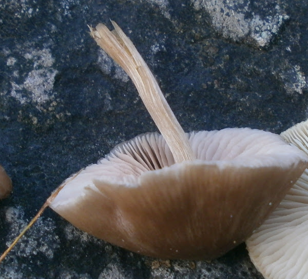 Star Pinkgill? | Project Noah