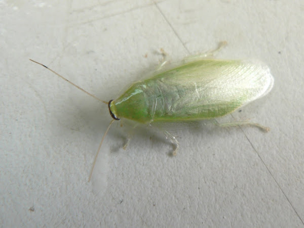 Green cockroach | Project Noah